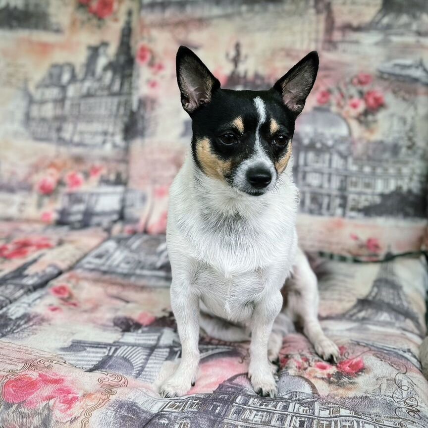 Собачка в добрые руки