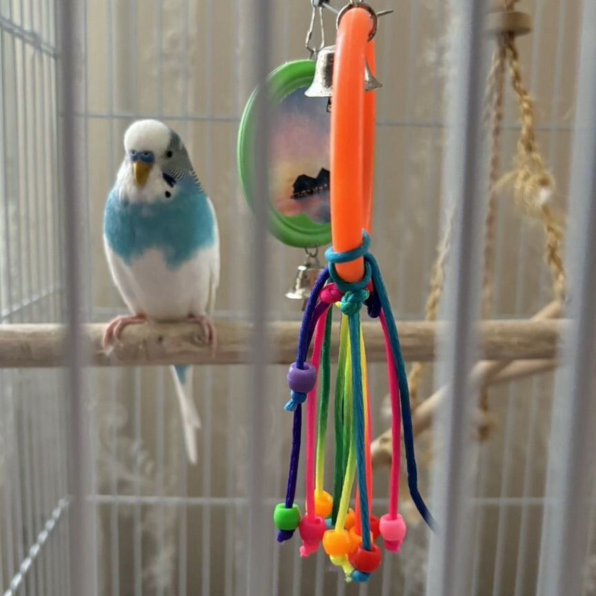 Попугай и клетка