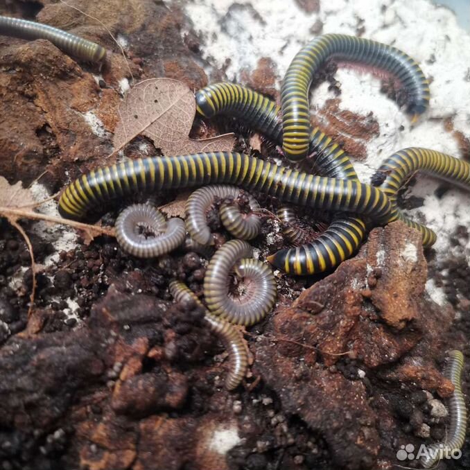 Кивсяки anadenobolus monilicornis