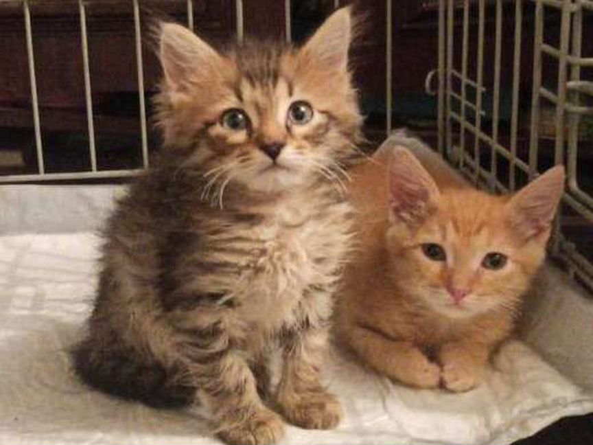 Котята в ассортименте