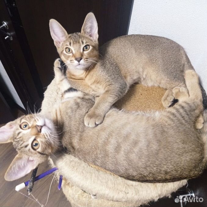 Кот Чаузи Ф4