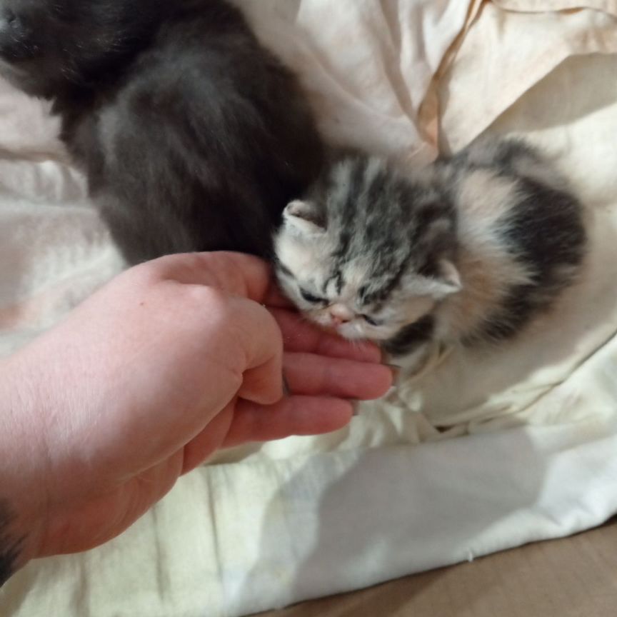 Экзотические котята