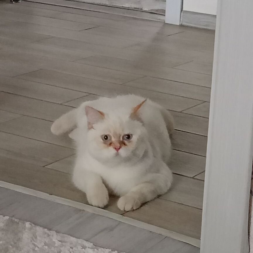 Котики бесплатно