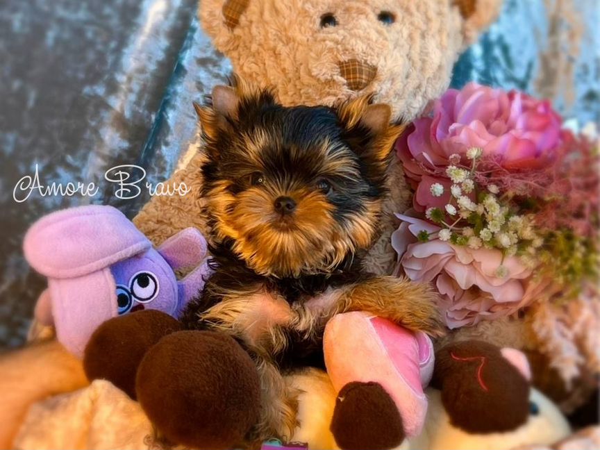 Красивая кукольная девочка