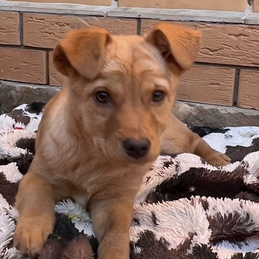 Щенок в добрые руки бесплатно