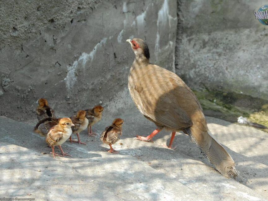 Цыплята серебряного фазана