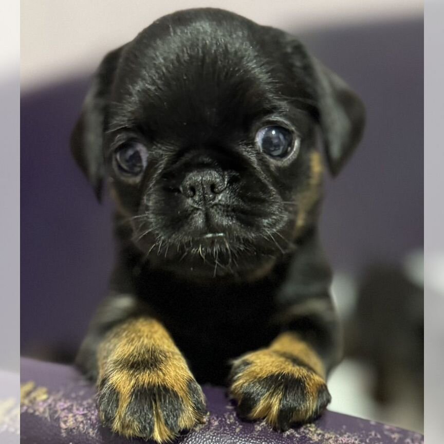 Щенки пти брабансона