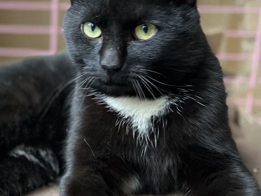 Котик бархатный животик