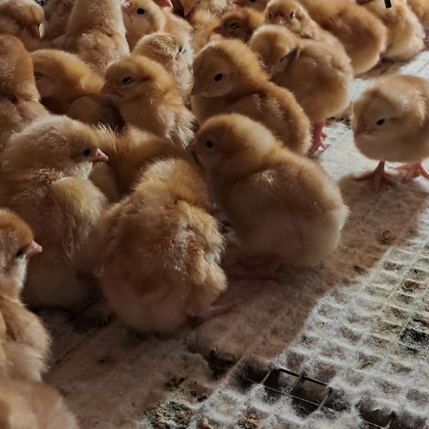Цыплята ломан braun (курочки отсортированы)