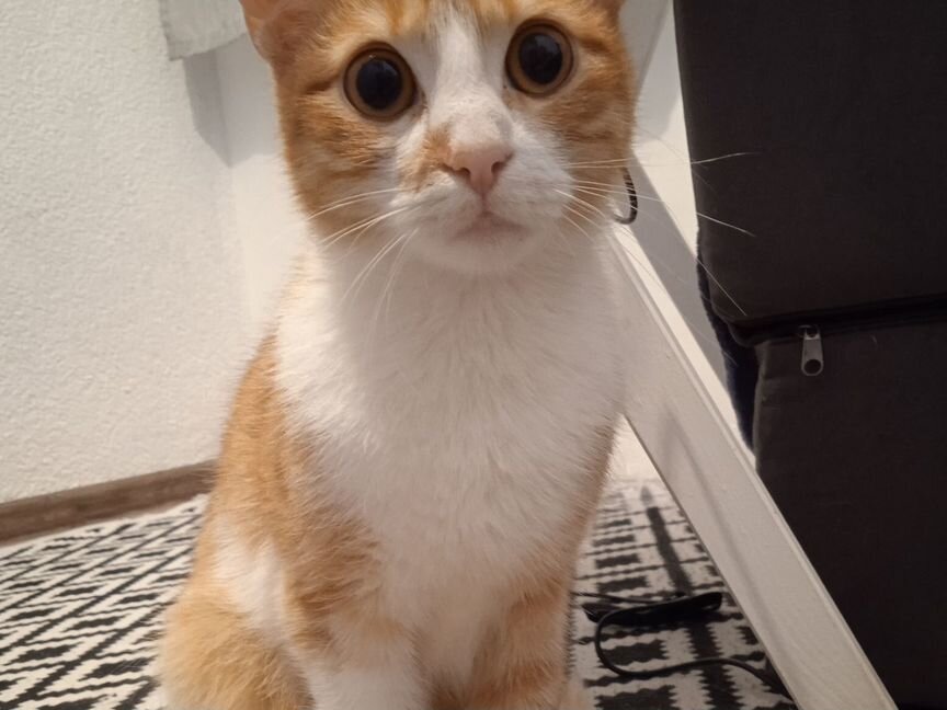 Котенок в добрые руки
