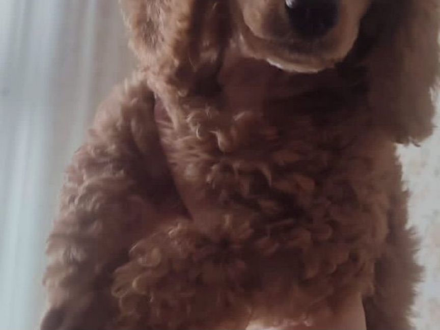 Щенки пуделя