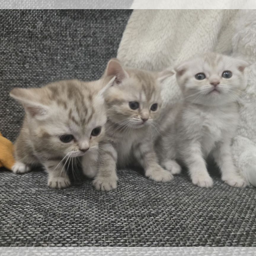 Шотландский вислоухий короткошёрстный котёнок
