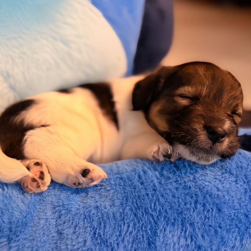 Джек-рассел-терьер, щенок