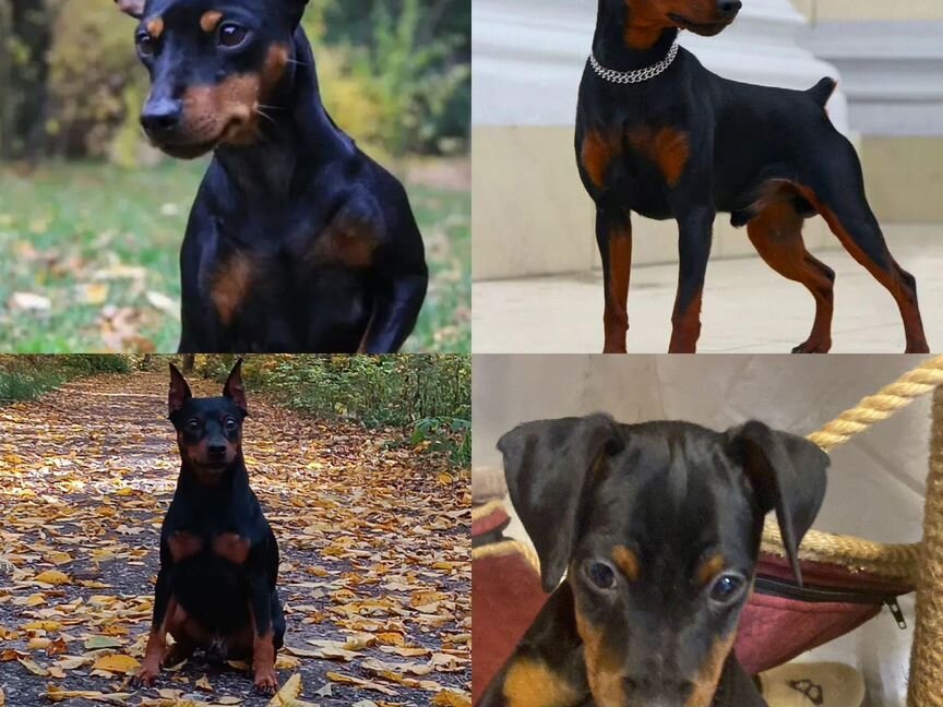 Щенки цвергпинчера мини