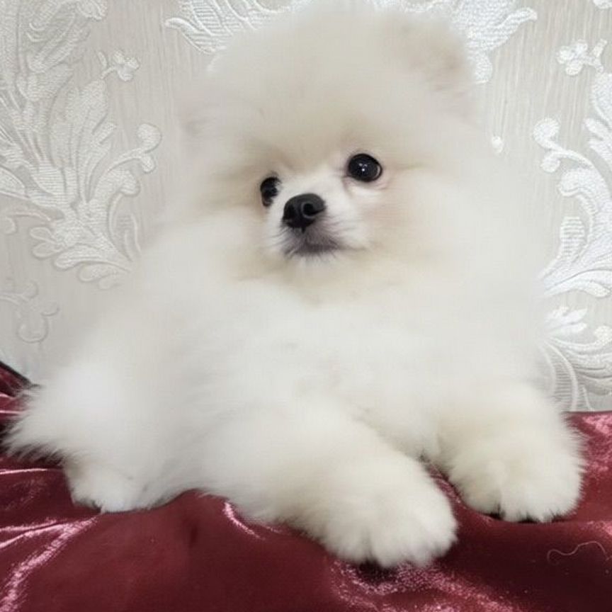 Померанский шпиц, щенок