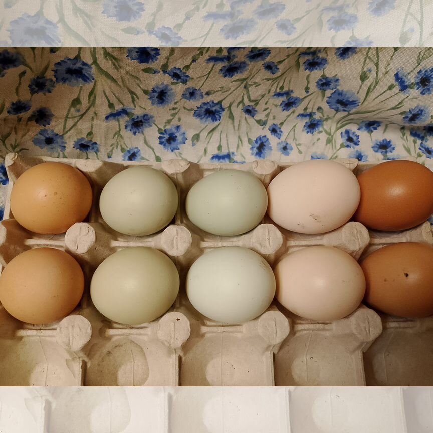 Инкубационное яйцо породистых кур