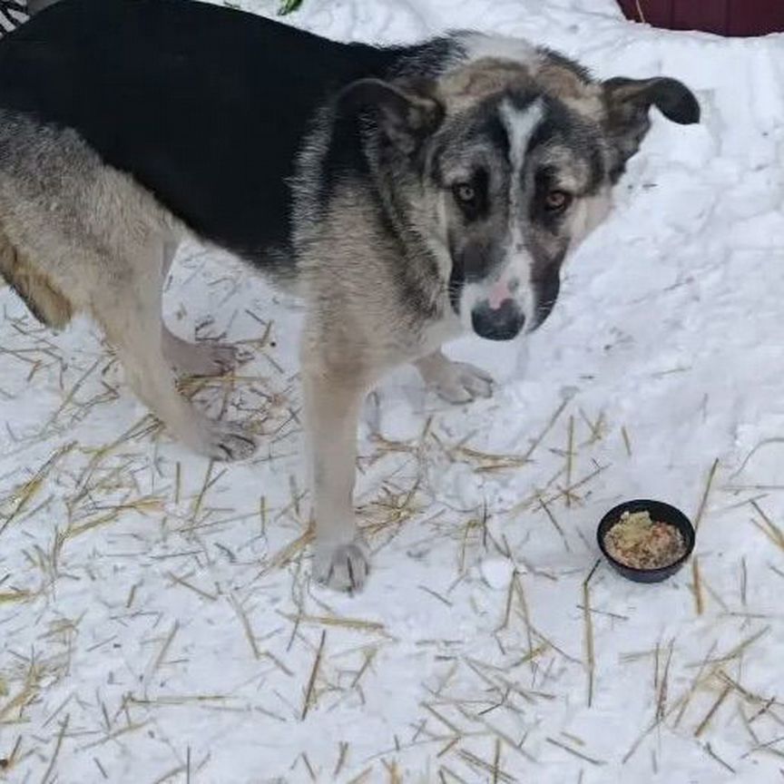 Взрослый пёс в добрые руки