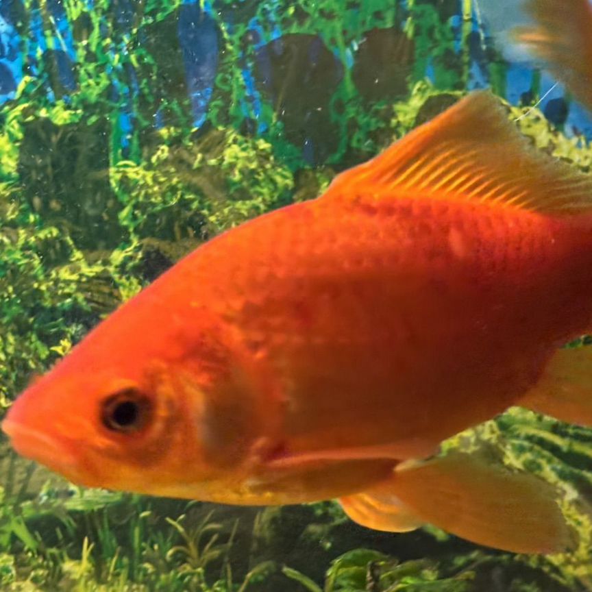 Аквариумные рыбки