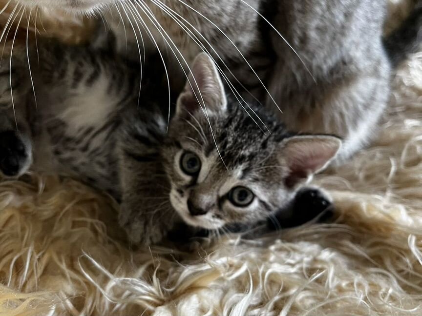 Отдам в добрые руки