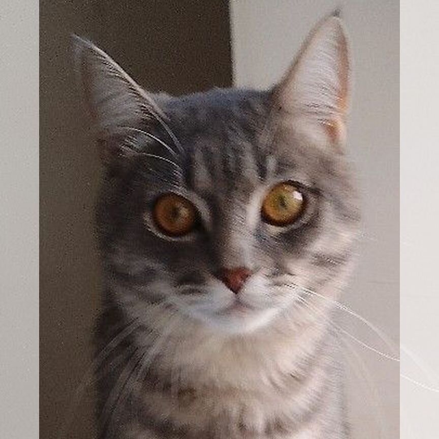 Котик 11 мес, доставка