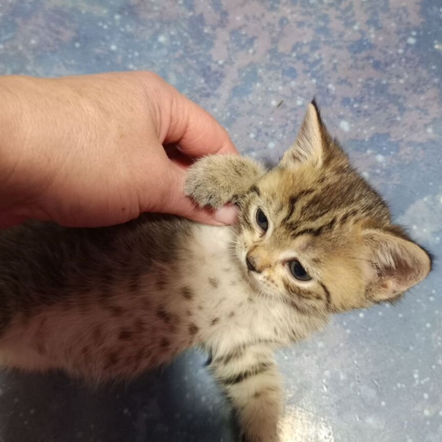 Котёнок в добрые руки