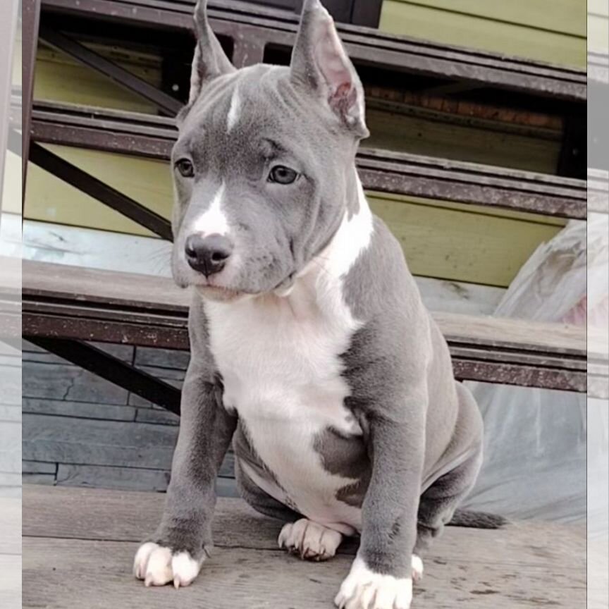 Американский стаффордширский терьер, щенок