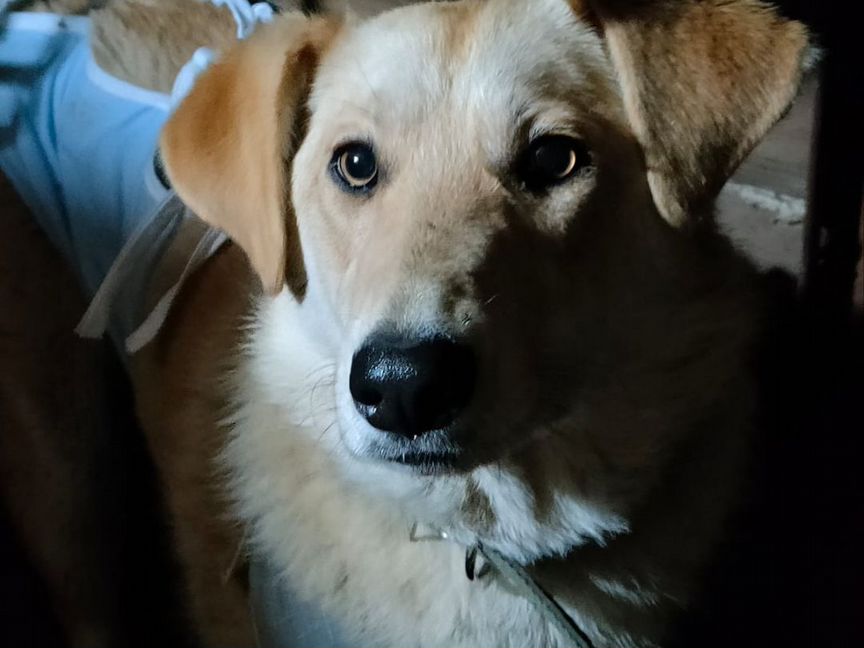 Собака в добрые руки