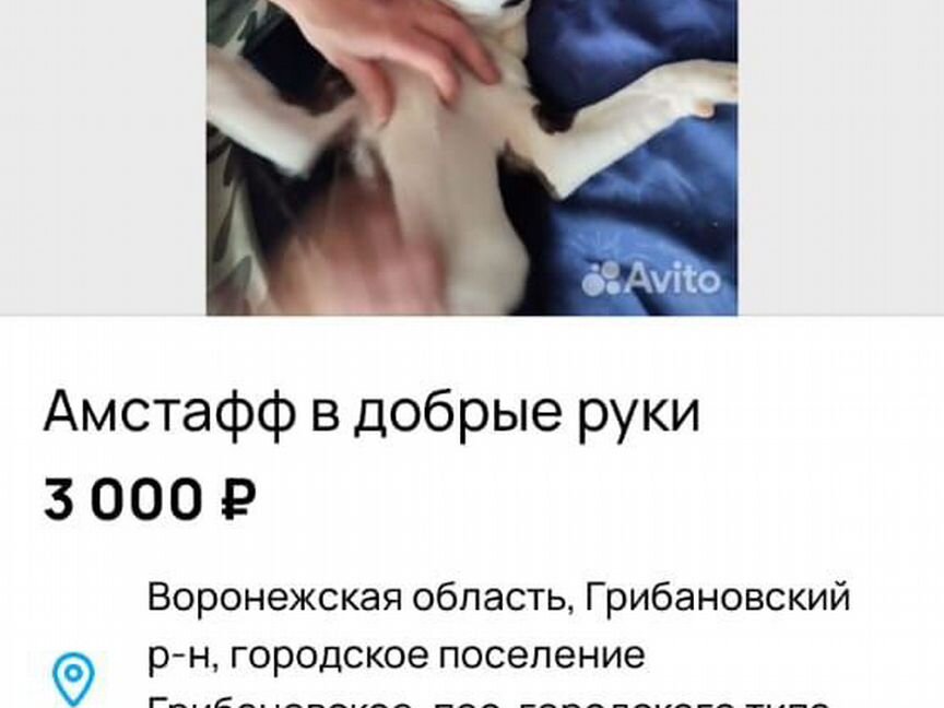 Собакин