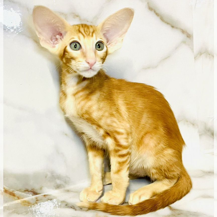 Ориентальный котёнок