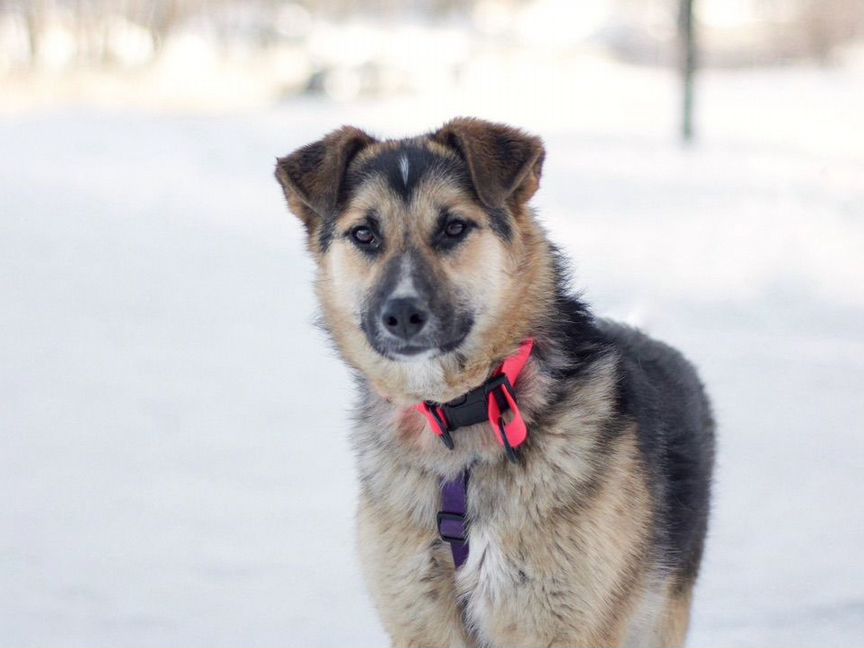 Собака в добрые руки. Собака из приюта ищет дом