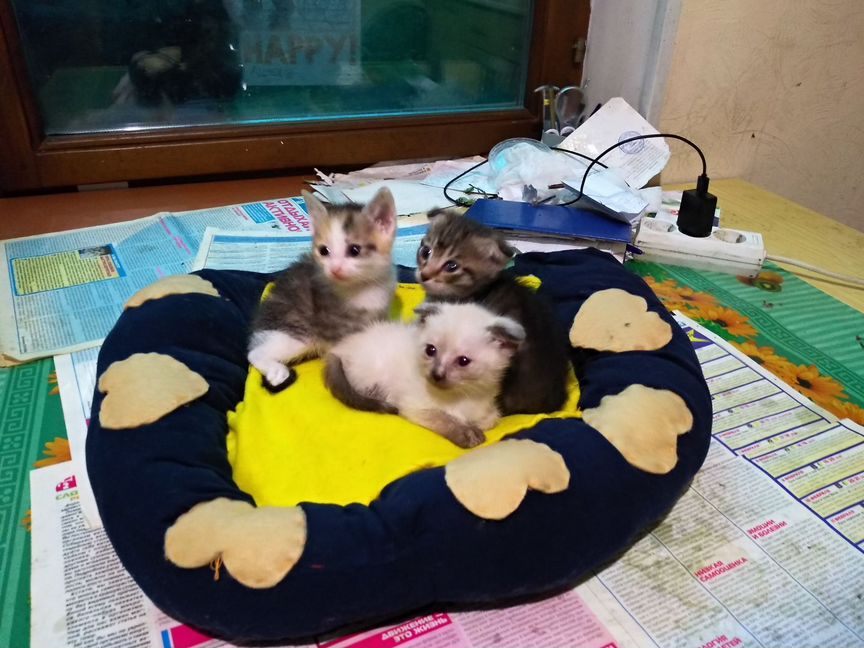 Тайские вислоухие и прямоухий