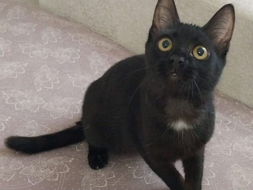 Изящная красавица (4 мес.) в добрые руки