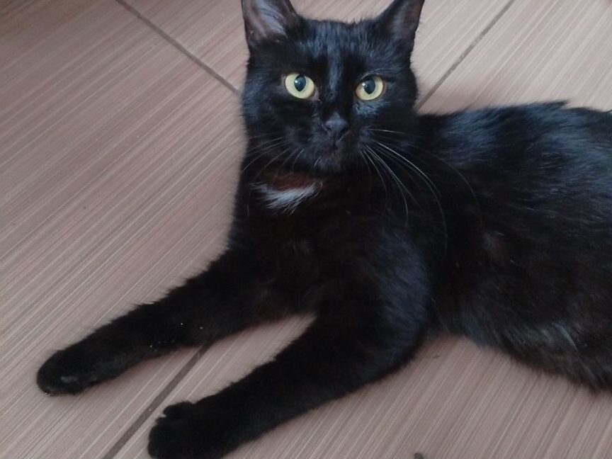 Милейшая Марго в добрые руки