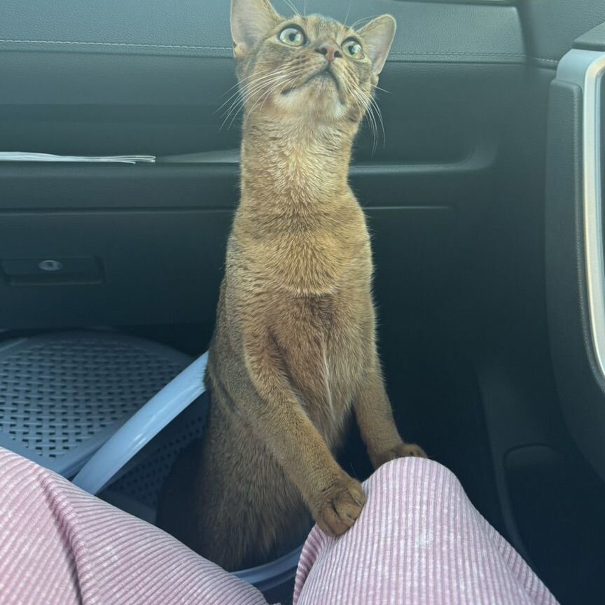 Абиссинский котёнок