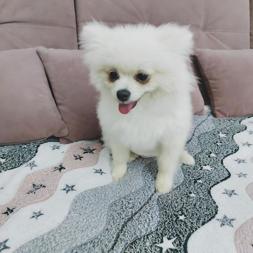 Померанский шпиц мини