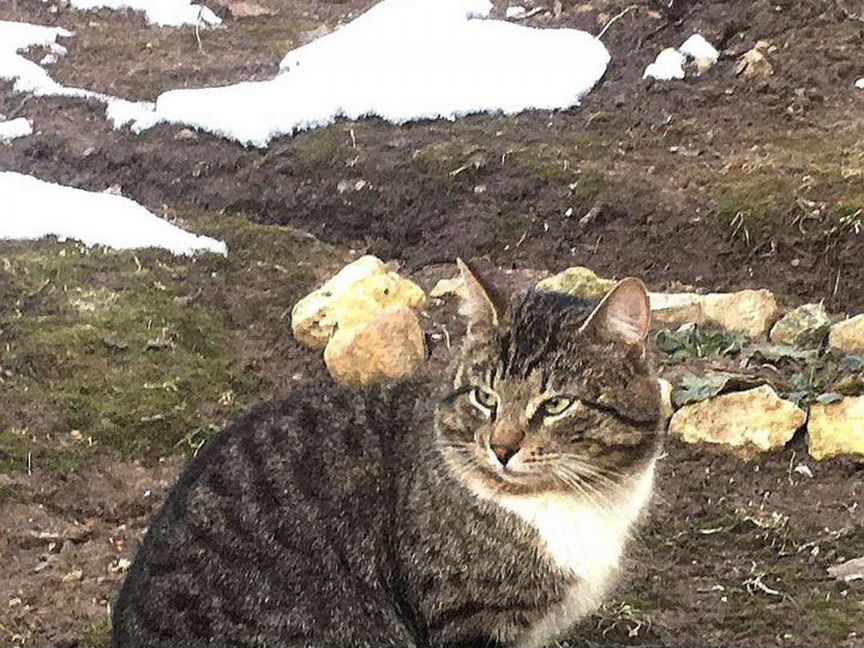 Кошки бесплатно