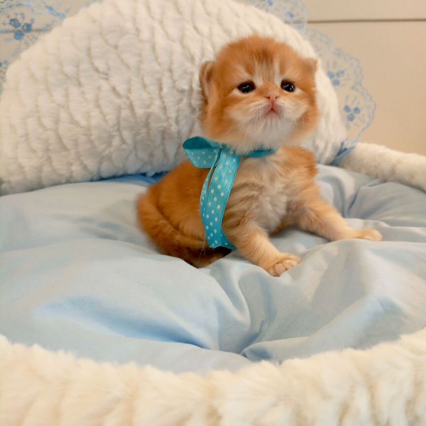 Британский мальчик BLH ny 12