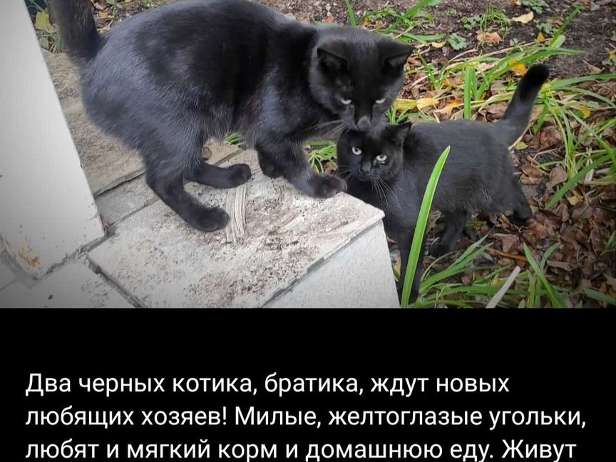 Два черных котика бесплатно в добрые руки