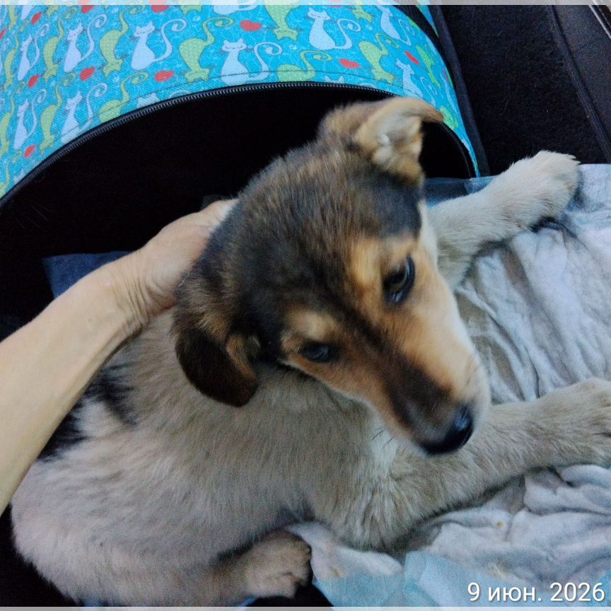 Щенок в добрые руки