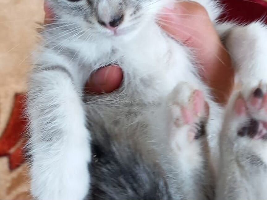 Котёнок