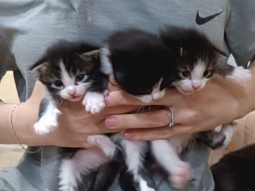 Котята в добрые руки 1 месяц