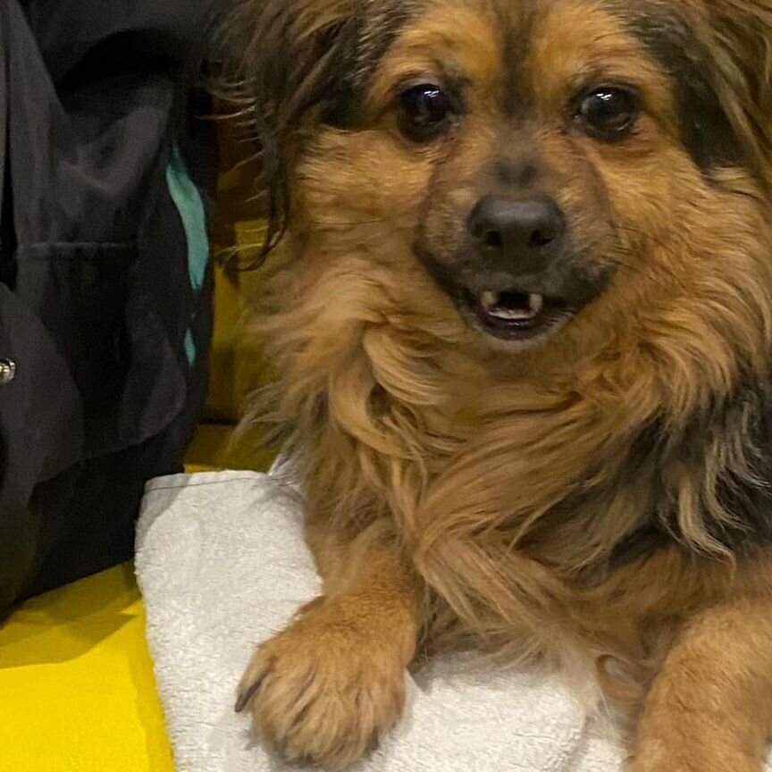 Собака в добрые руки