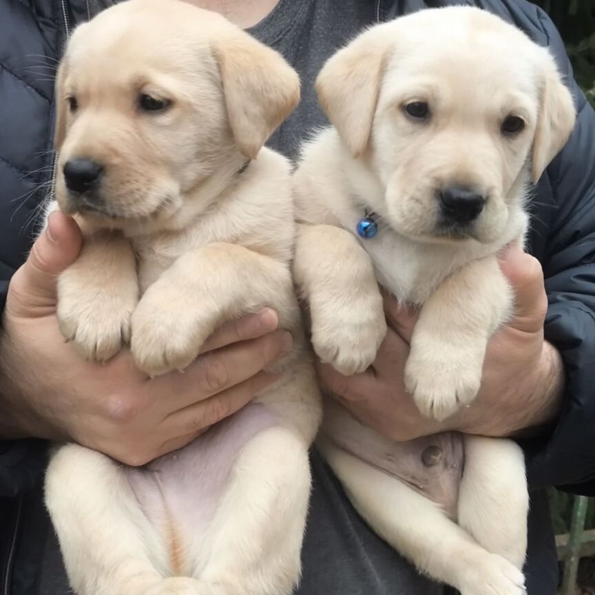 Лабрадор-ретривер, взрослый пёс