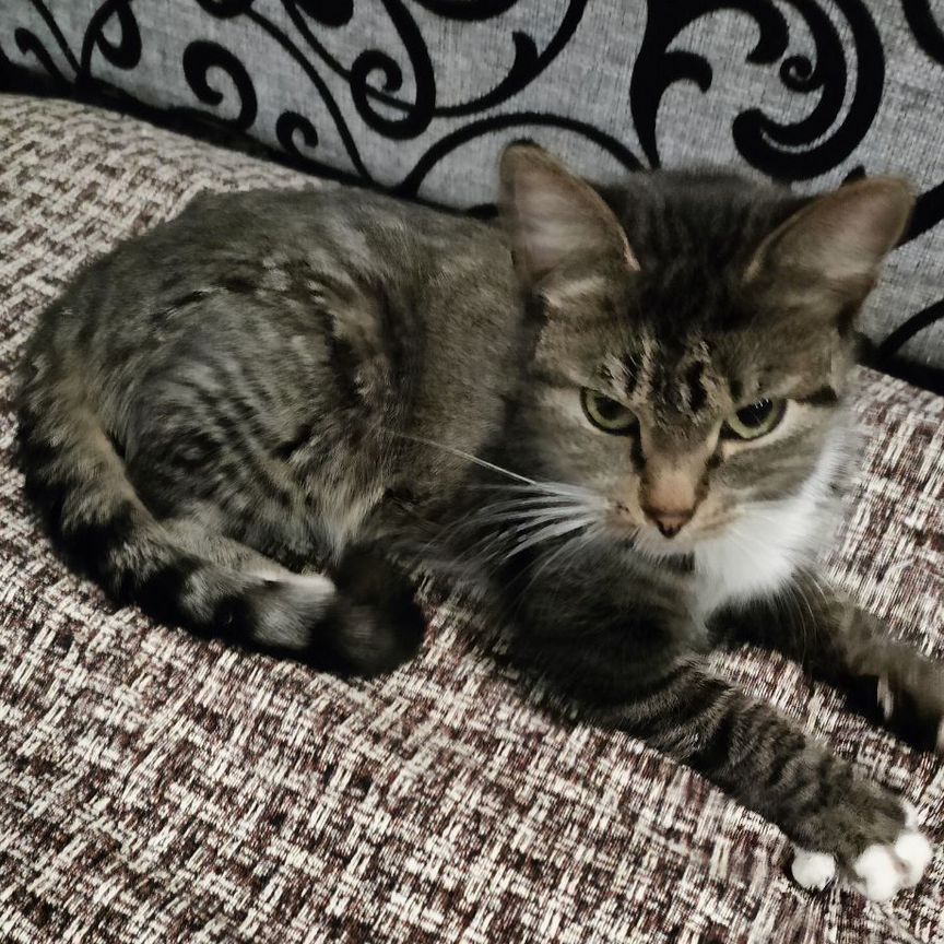 Маленькая кошечка ищет дом