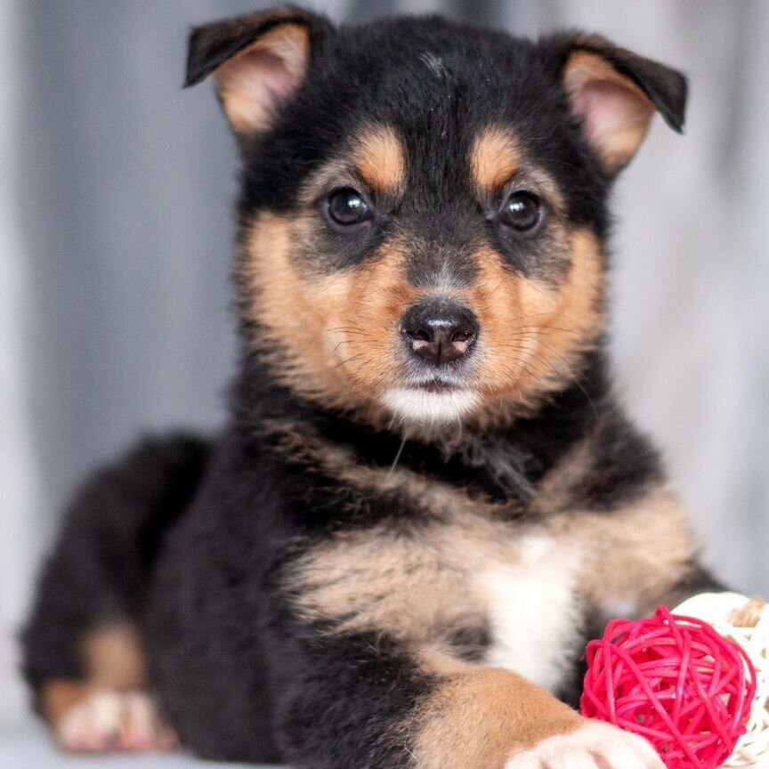 Щенок в добрые руки