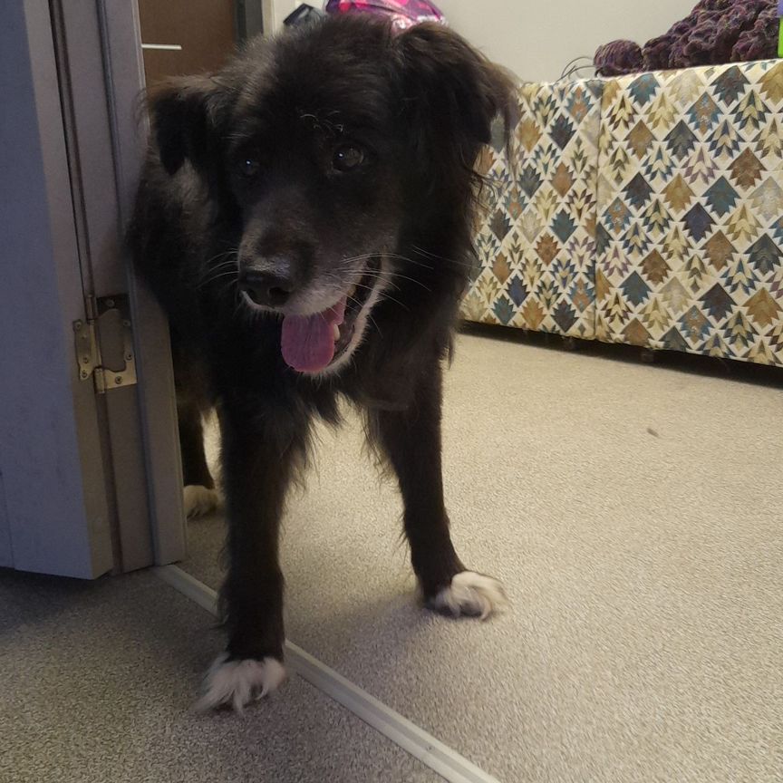 Умный, добрый пёс