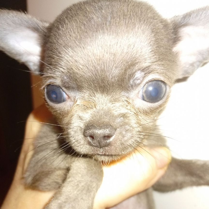 Чихуахуа, щенок