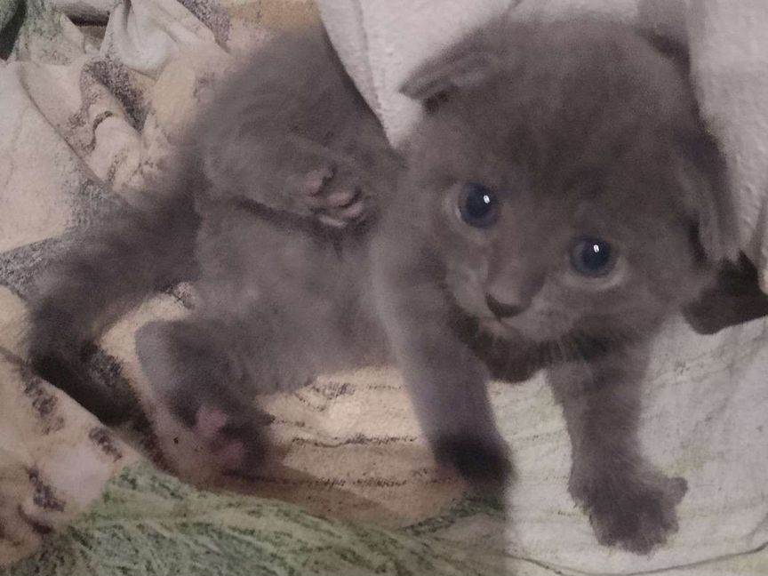 Вислоухая кошечка, чуть больше месяца бесплатно