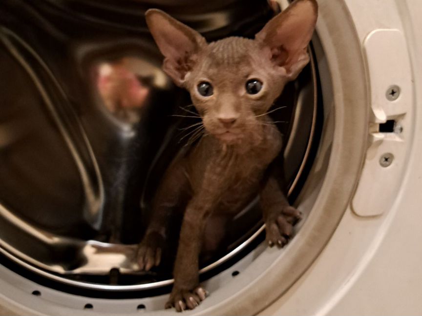 Котята петерболд