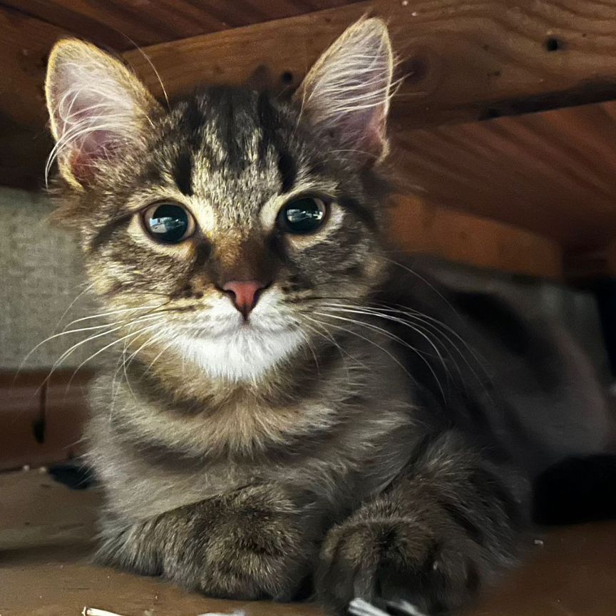 Спасаем тигренка